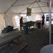 Marini Farm - 43 Photos & 24 Reviews - Christmas Trees - 259 Linebrook ...