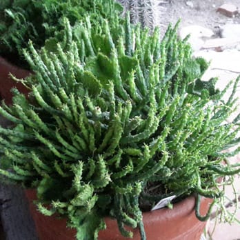 California Cactus Ranch - 157 Photos & 41 Reviews - Nurseries ...