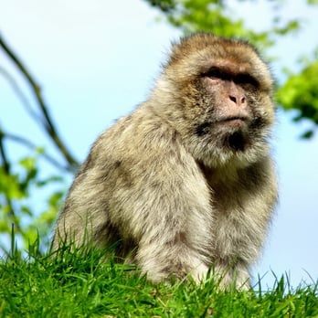 Monkey Forest Trentham - 53 Photos & 39 Reviews - Zoos - Stone Road ...