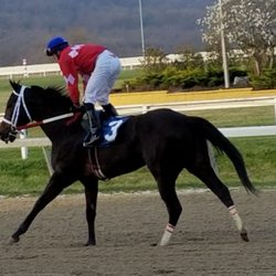 Penn National Race Course - Horse Racing - 777 Hollywood Blvd ...