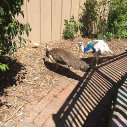 The Zoo in Forest Park & Education Center - 50 Photos & 12 Reviews ...