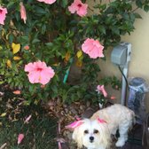 Animal Salon - 94 Photos & 111 Reviews - Pet Groomers - 12798 Rancho ...