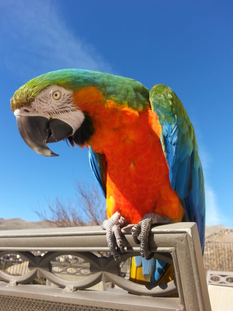 Parrot Connection - 14 Photos & 24 Reviews - Pet Stores - 3382 Lakeside ...