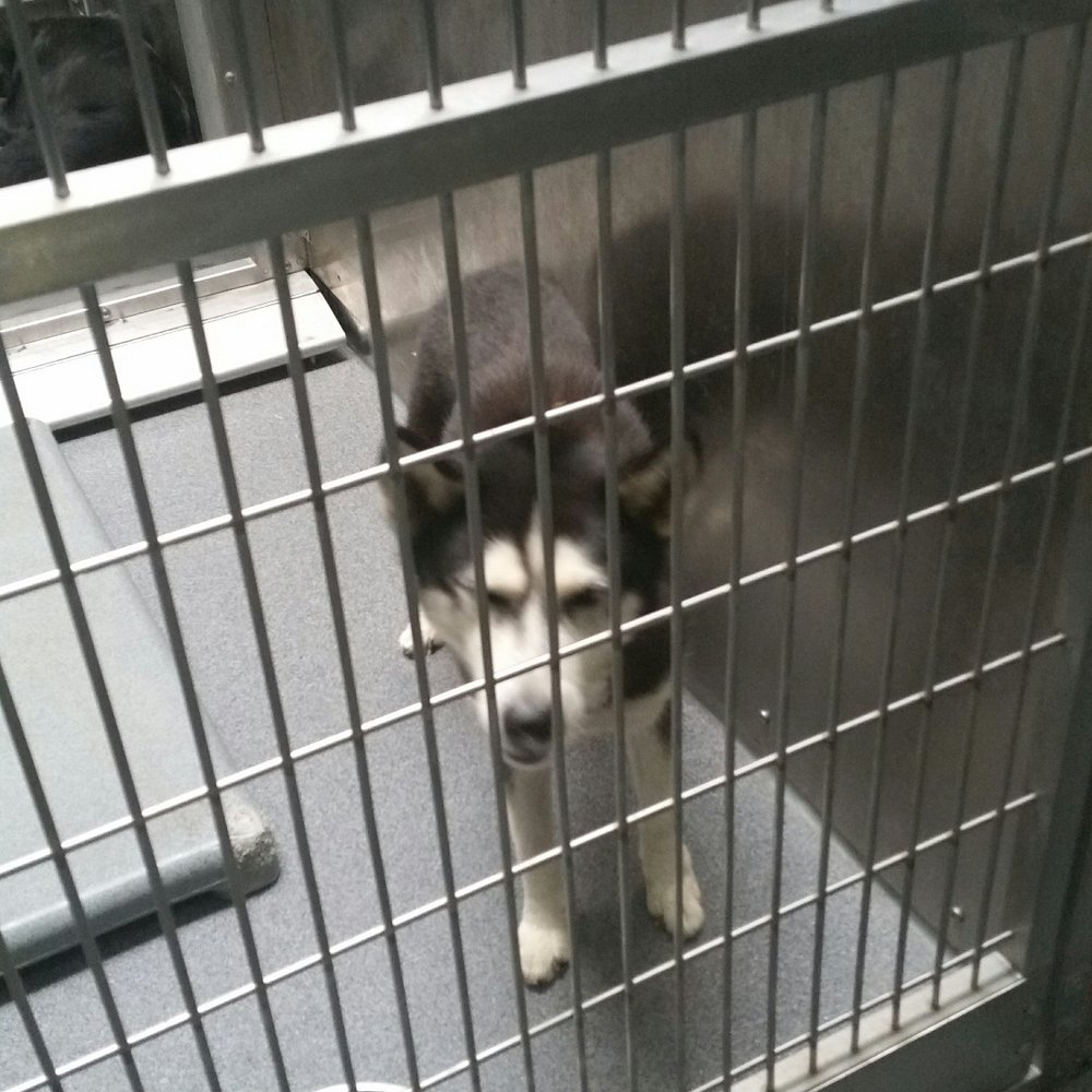 Southeast Area Animal Control Authority - 136 Photos & 227 Reviews ...