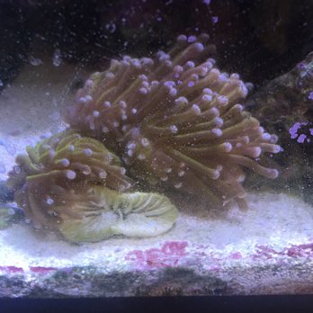 Strictly REEF - 61 Photos & 27 Reviews - Aquariums - 907 W Moana Ln ...