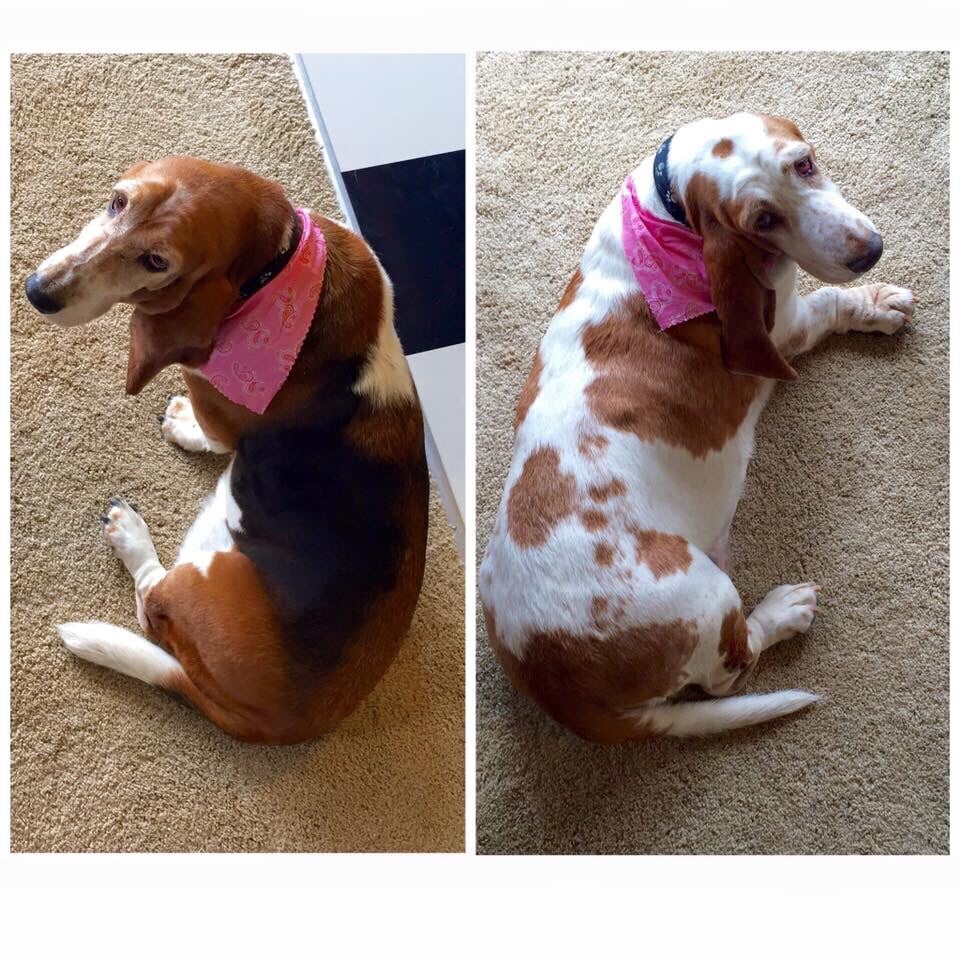 Sam’s Cats & Dogs, Naturally - 14 Photos & 46 Reviews - Pet Stores ...