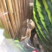 East Bay Vivarium - 191 Photos & 403 Reviews - Reptile Shops - 1827 5th ...