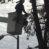 All Access Tree Care - 35 Photos & 105 Reviews - Tree Services - 289 ...