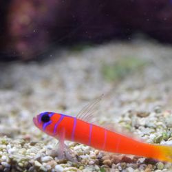 Dobbies Garden Centre Fish Tanks | Fasci Garden