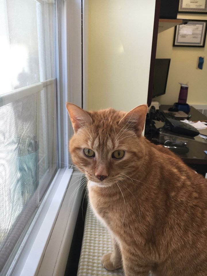 The Cat Chalet - Pet Sitting - 551 State Rt 10, Randolph, NJ - Phone ...