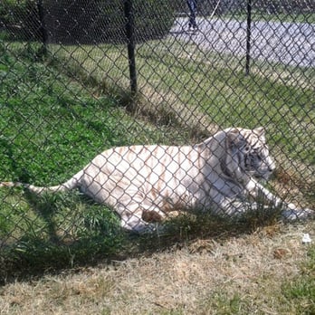 Natural Bridge Zoo - 31 Photos & 27 Reviews - Amusement Parks - 5784 ...