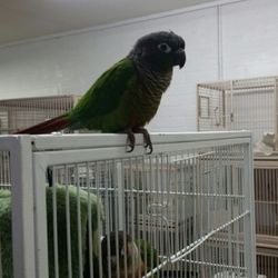 The Happy Parrot - 10 Reviews - Pet Stores - 8156 E State Rt 69 ...