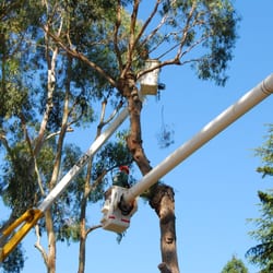 Timberline Tree Service, Inc - 44 Reviews - Tree Services - 350 Lang Rd ...