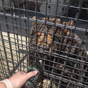 Peck’s Wildwood Wildlife Park - 54 Photos & 34 Reviews - Amusement ...