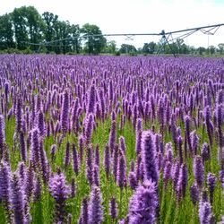 Minnesota Native Landscapes - Landscaping - 14088 Hwy 95 NE, Foley, MN ...
