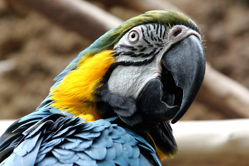 Henry Vilas Park Zoo - 130 Photos & 110 Reviews - Zoos - 702 S Randall ...