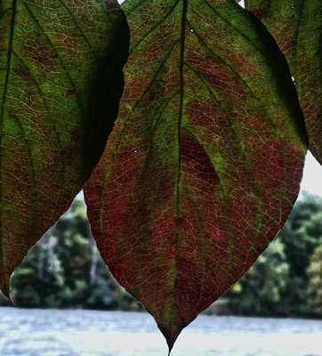 North Lima, OH Map & Directions - MapQuest