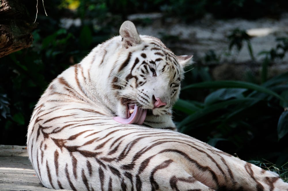 Singapore Zoo - 510 Photos & 95 Reviews - Zoos - 80 Mandai Lake Rd ...