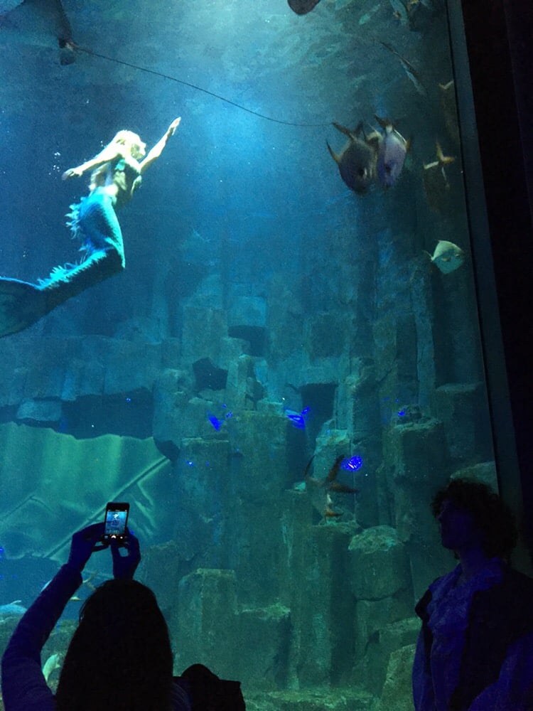 L’Aquarium - 62 photos & 66 avis - Aquariums - 5 avenue Albert de Mun ...