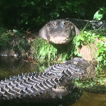 North Carolina Zoo - 229 Photos & 123 Reviews - Zoos - 4401 Zoo Pkwy ...