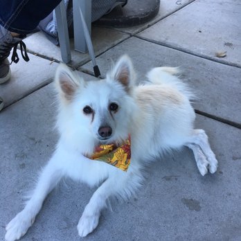 Moochi Dog Salon and Supply - 207 Photos & 223 Reviews - Pet Groomers ...