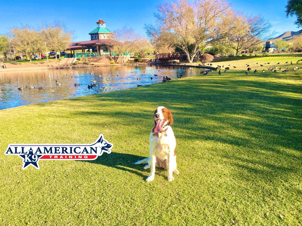 All-American K-9 Dog Training - 108 Photos & 105 Reviews - Pet Training ...