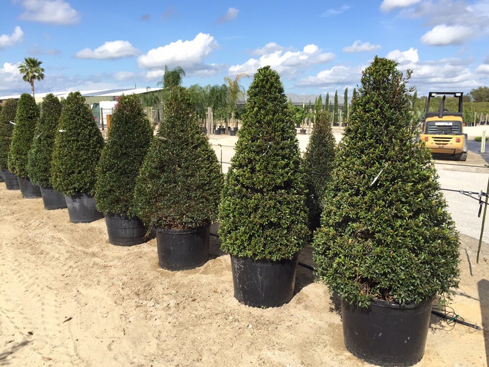 Eugenia Topiary Plant