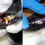 K9 Gentle Dental - 35 Photos & 11 Reviews - Pet Groomers - 532 E ...