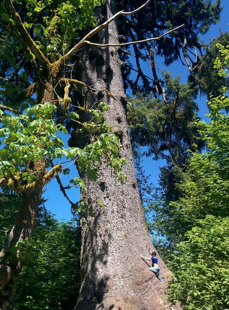 Worlds Largest Spruce Tree - Last Updated June 12, 2017 - 17 Photos ...