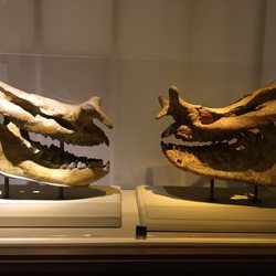 Raymond M Alf Museum of Paleontology - 69 Photos & 35 Reviews - Museums ...
