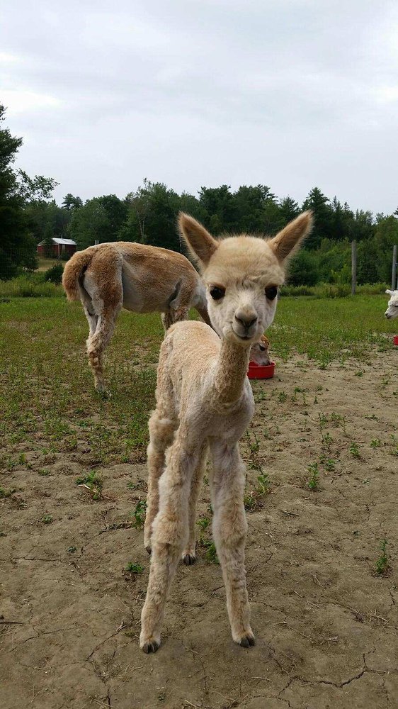 The Blue Alpaca Ranch and Store - 14 Photos - Ranches - 18 Poors Mill ...