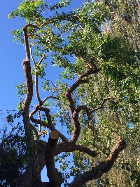 Boyd S Tree Service 38 Reviews Tree Services 765 E Mcglincy Ln