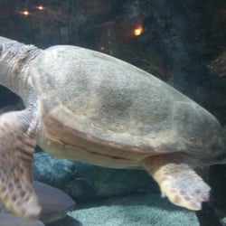 Shark Reef Cafe - 22 Photos & 22 Reviews - Burgers - 2601 Central Ave ...