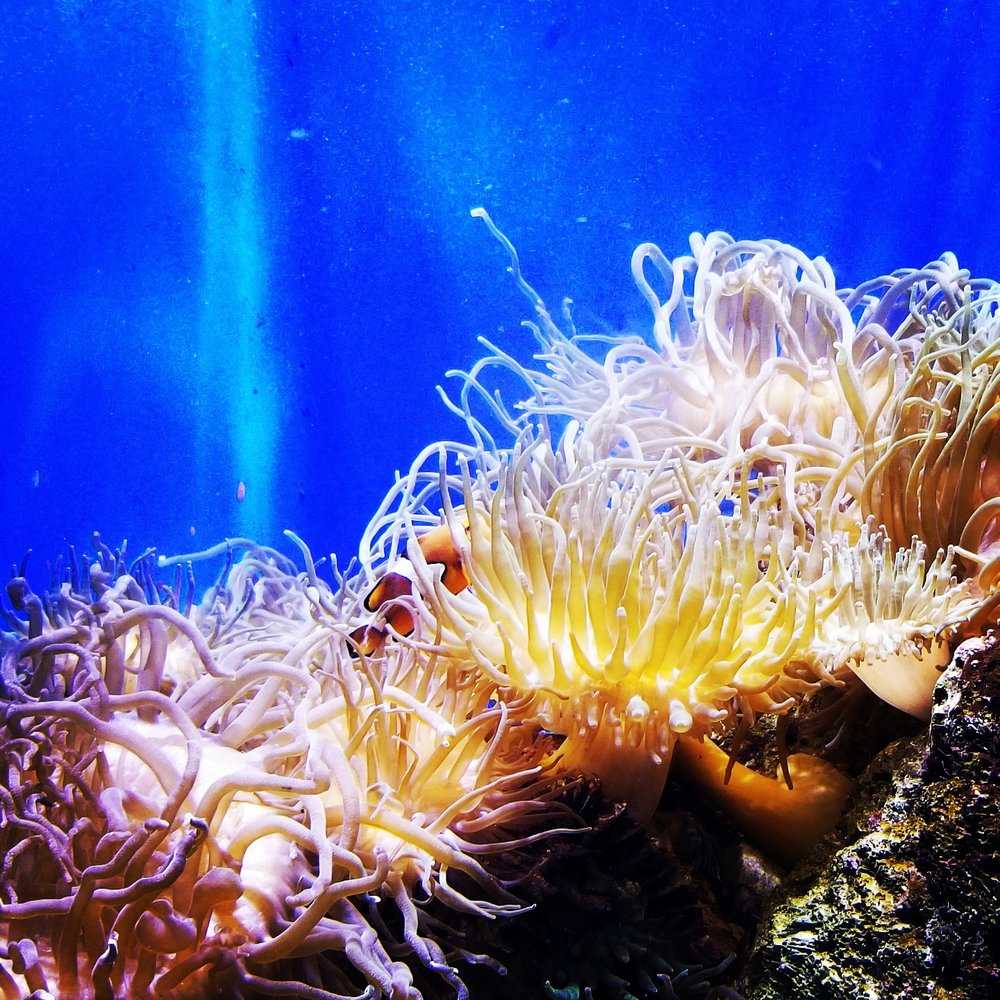 Visitor's Guide to SEA LIFE Sydney Aquarium