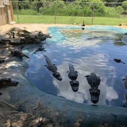 Alligator Alley - 165 Photos & 66 Reviews - Zoos - 19950 County Rd 71 ...