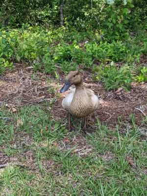 Clyo, GA Map & Directions - MapQuest