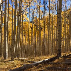 Aspen Nature Loop - Arizona Snowbowl, Flagstaff, AZ - 2019 All You Need ...