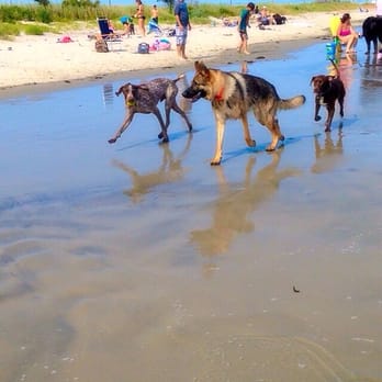 Longport Dog Beach - 75 Photos & 42 Reviews - Beaches - Rt 152 And Ocean Dr Bridge, Somers Point ...