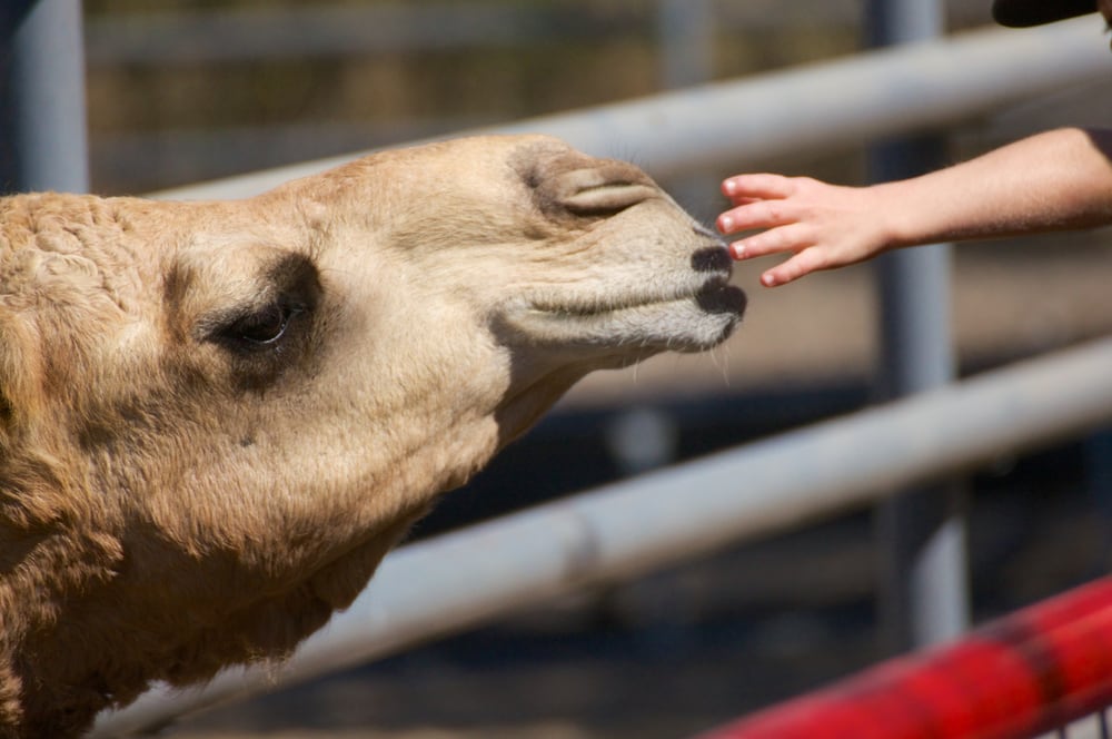 Animal World & Snake Farm - 317 Photos & 107 Reviews - Zoos - 5640 Ih ...