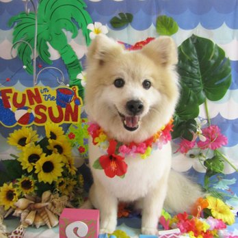 Aloha Dog - 189 Photos & 74 Reviews - Pet Sitting - 525B Cummins St ...