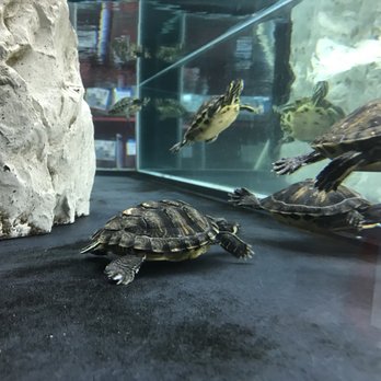 Petco - 27 Photos - Pet Stores - 1601 Market Place Dr, Great Falls, MT ...