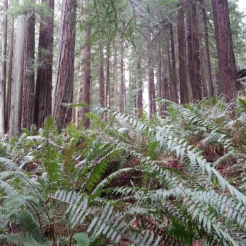 Arcata Community Forest - 15 Photos & 21 Reviews - Parks - Arcata, CA ...