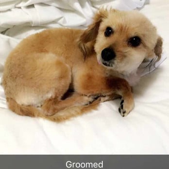 Moochi Dog Salon and Supply - 168 Photos & 175 Reviews - Pet Groomers ...