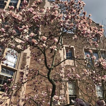 Cherry Blossoms @ University of Washington - 495 Photos & 86 Reviews ...