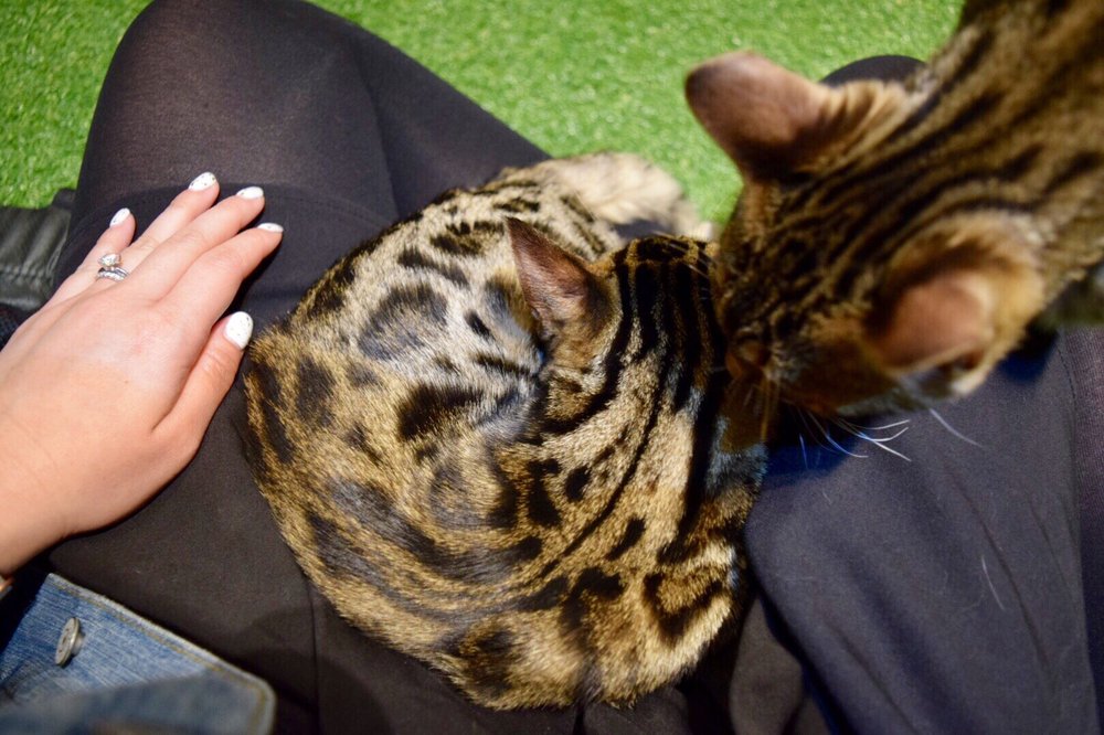 OWL CAFE & BAR Fukurono Sato Harajuku - 275 Photos & 32 Reviews ...