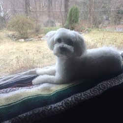 Pawsitively Petastic - 43 Photos & 10 Reviews - Pet Boarding - 395 US ...