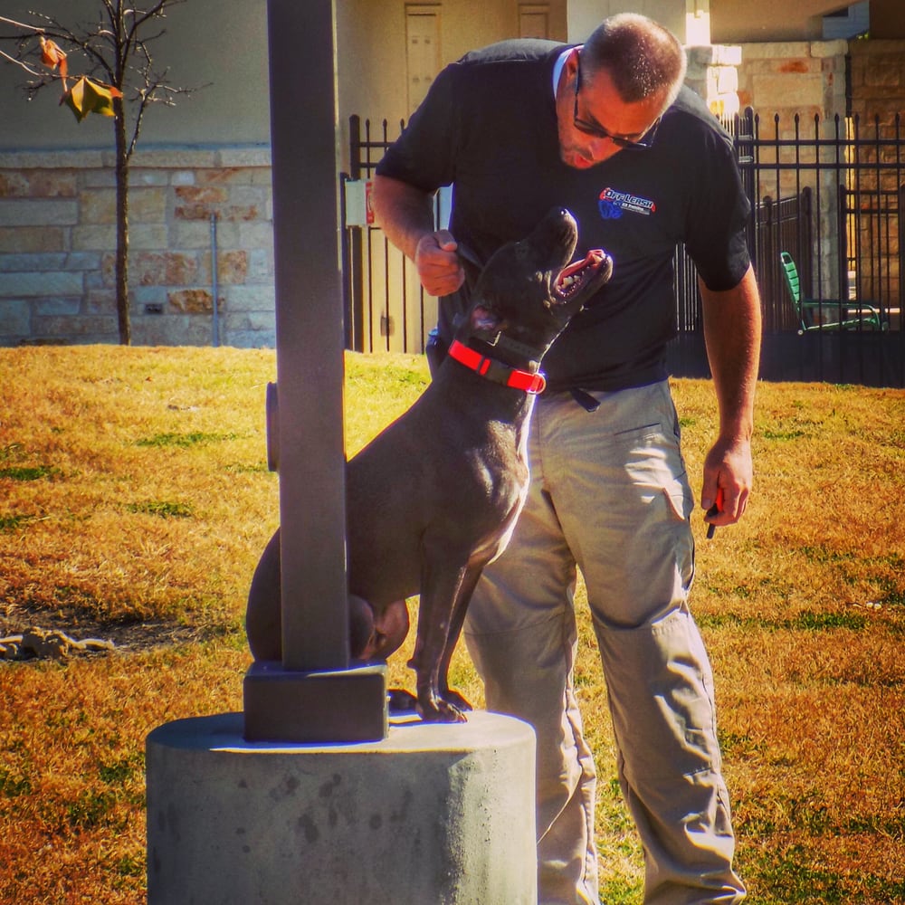 Off-Leash K9 Training at Julia Belcher blog