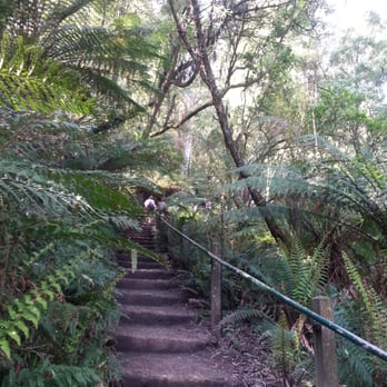 1000 Steps - 61 Photos & 17 Reviews - Hiking - Mt Dandenong Tourist Rd ...