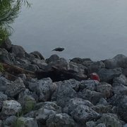 Lake Pflugerville - 112 Photos & 56 Reviews - Parks - Pflugerville ...