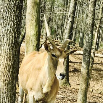 Lazy 5 Ranch - 477 Photos & 168 Reviews - Zoos - 15100 Mooresville Rd ...